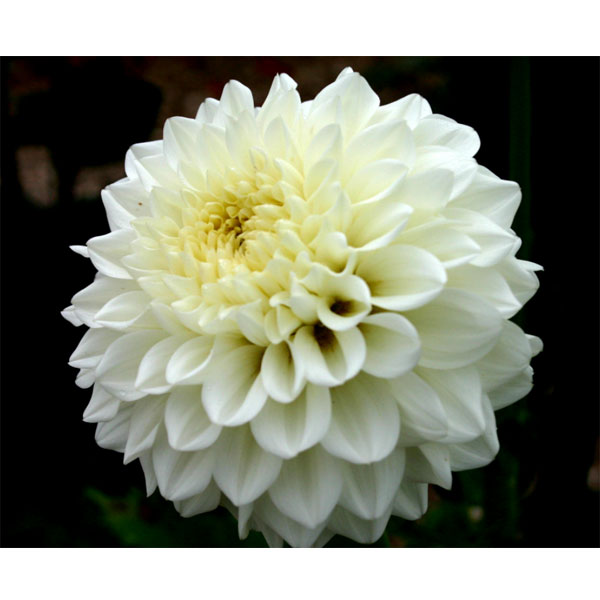 小型球根/[26年3月中下旬予約]ダリア：かまくら（中輪咲き）1球入り清潔感のある白色で、切り花として絶大の人気を誇る品種です。早咲きで次々と開花します。秋田国際ダリア園の鷲澤幸治氏作出品種。花型：フォーマルデコラティブ咲き花色：白草丈：中...
