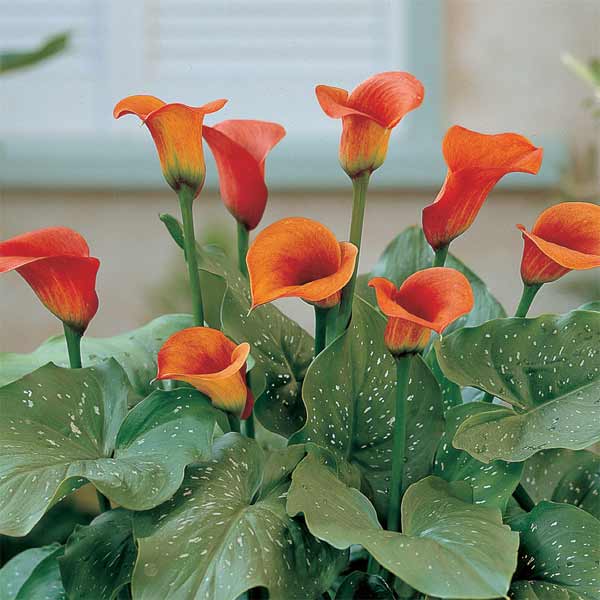 小型 春植え球根 花壇・鉢植えで栽培できる畑地性カラー球根/[26年3月中下旬予約]カラー：オレンジ色 1球入りカラーバリエーションが豊富なカラーの新色です。花壇・鉢植えはもちろん、切り花にも最適です。タイプ：サトイモ科の半耐寒性球根植物植...