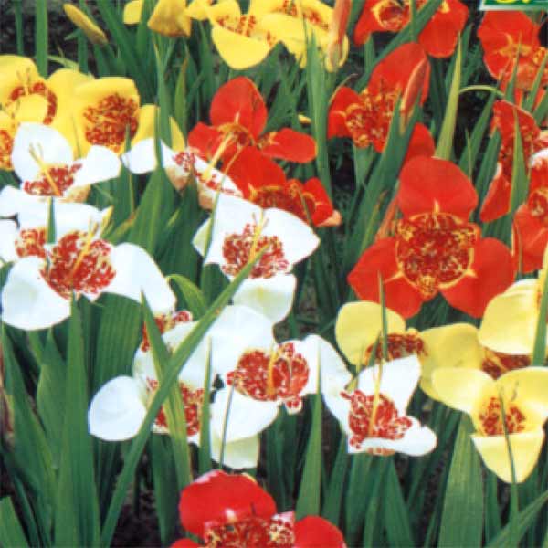 小型 夏に咲く！春植え球根球根/[26年3月中下旬予約]チグリジア（タイガーリリー）混合8球入りタイガーリリーの名のように、花の中心部に虎によく似た斑点があります。花径10cmにもなる大きな花は花壇にも切花にもおすすめ。カラフルな色合いのト...