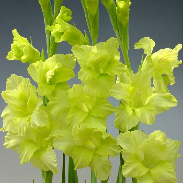 小型球根/[26年3月中下旬予約]グラジオラス：グリーンアイル5球入りグリーンアイルは、黄緑色の中輪タイプ。背丈が短めなので倒れ難いです。植付け適期：3〜7月開花時期：7〜10月草丈：80〜150cm 用途：庭植え・花壇・切花・鉢植え栽培方...