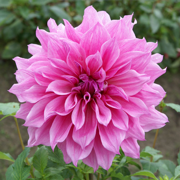 小型 花径30cm以上！ 春植え球根球根/[26年3月中下旬予約]超巨大輪ダリア：花神（かしん）（桃）1球入り花径が平均30cm以上もある大きな花を咲かせます。近年アレンジメントにもよく利用されており、人気急上昇中のダリアです。タイプ：キク...