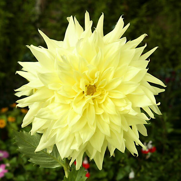 小型 巨大輪咲きダリア球根/[26年3月中下旬予約]ダリア：サレムサンシャイン（黄）1球入り抜群の存在感を示す巨大輪咲き。花径の平均が20cm以上とダイナミックで魅力的です。サレムサンシャインは、レモンイエローで爽やかな色合いです。タイプ：...