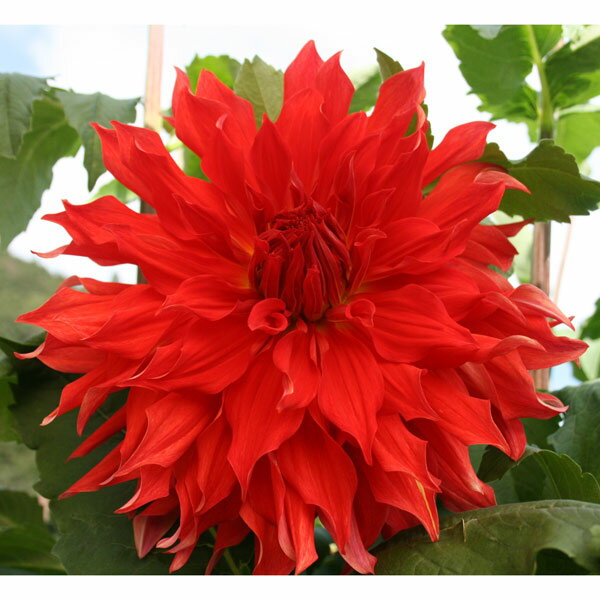 小型 秋田国際ダリア園 春植え球根球根/[26年3月中下旬予約]ダリアの球根：（超巨大輪）大恋愛1球日本最大のダリア園「秋田国際ダリア園」から出荷された良質の球根です。いずれの球根も秋田国際ダリア園の代表であり著名な育種家でもある鷲澤氏のお...