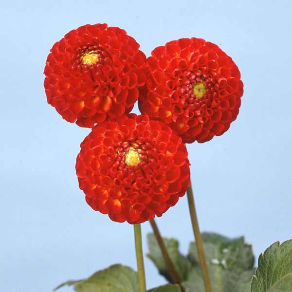 小型 1球から30本前後の花が咲く！切花向き球根/[26年3月中下旬予約]ダリア：ダーリンルージュ1球入り切花として人気のあるダリアの球根です。上手に育てると1球から30本以上の切花を楽しむことができます。ボーダーガーデンのやや手前への植え...