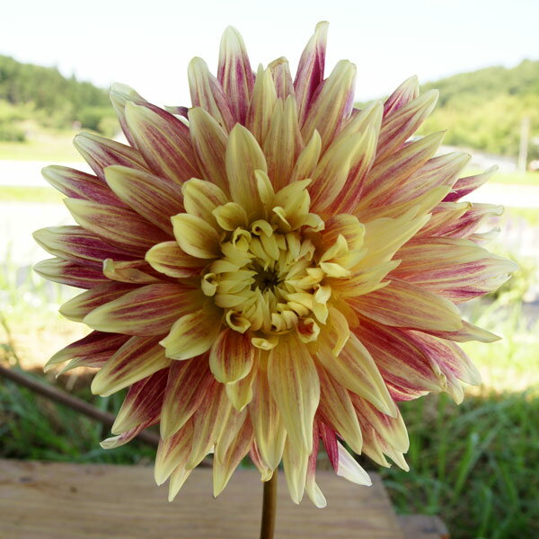 小型 巨大輪 希少で華やかなダリア！春植え球根球根/[26年3月中下旬予約]ダリア：秋田（あきた）1球入りワンランク上の華やかでダイナミックな花姿！神秘的な花色です。タイプキク科の非耐寒性の球根植物草丈50〜70cm開花期6月上旬〜11月中...