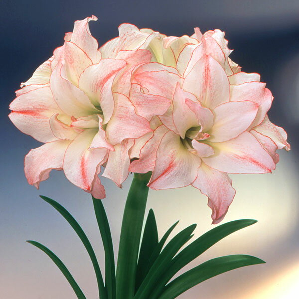 春植え球根・豪華な花姿が楽しめる！球根/[26年3月中下旬予約]アマリリス：アフロダイト（アフロディーテ）1球（八重咲き大輪）春の球根の王様と言われるアマリリス。中輪の多い八重咲き品種の中で、大人の手の平くらいの見事な大輪を咲かせる品種です...