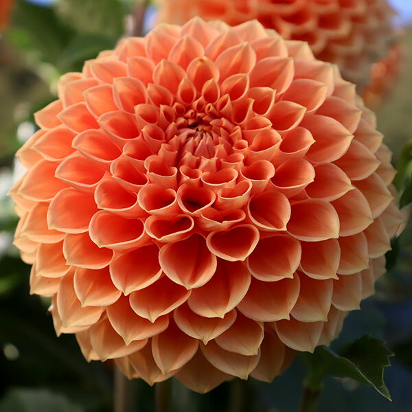 小型 秋田国際ダリア園球根/[26年3月中下旬予約]ダリアの球根：（中輪）ハミルトンジュニア1球著名なダリアの育種家であり、秋田国際ダリア園の代表である鷲澤幸治氏の作出品種。ハミルトンジュニアは、ハミルトンリリアンを親に持つ品種で、ひとまわ...