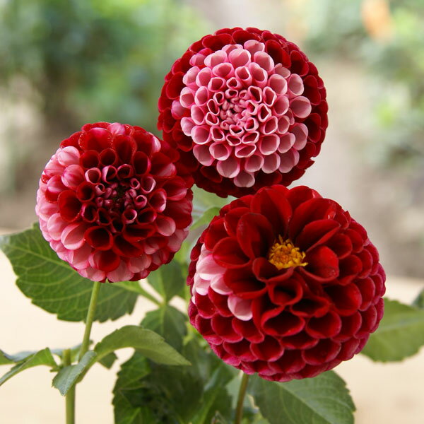 小型 ポンポン2色咲きダリア 1球から30本前後の花が咲く！切花向き球根/[26年3月中下旬予約]ダリア：玉の光（たまのひかり）（紅紫に淡桃）1球入り切花用ダリアといえば「ポンポン咲き」。その中でも色彩豊かな二色咲きのラインナップです。爽や...