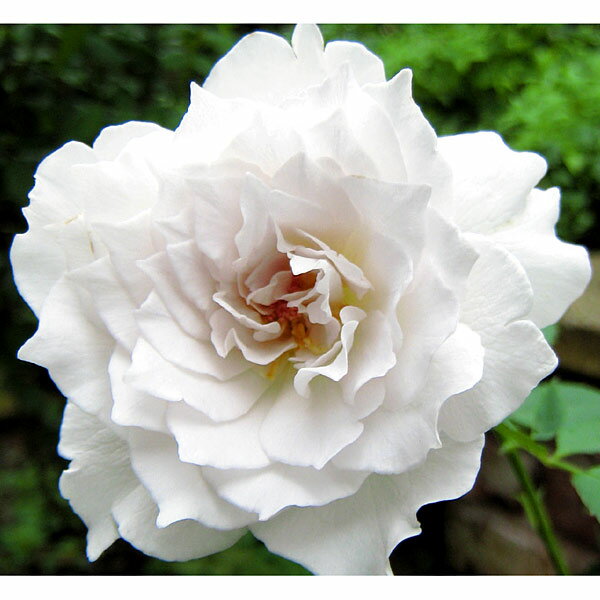 河本バラ園ヘブンシリーズ フロリバンダバラの苗/[26年1月中下旬予約]四季咲中輪バラ：ガブリエル大苗6号角鉢植え河本バラ園の河本純子さん作出の人気品種。ガブリエルは大天使の名を持つ神秘的なバラです。ピュアホワイトの剣弁ロゼット咲きです。と...