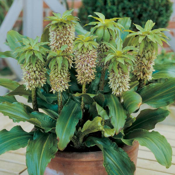 小型 育てやすいユニークな形の植物 春植え球根球根/[26年3月中下旬予約]ユーコミス（パイナップルリリー）：ビカラー 1球入りユーコミスは南アフリカ原産で別名を「パイナップルリリー」とも呼び、属名はギリシャ語で「美しい頭の毛」を意味します...