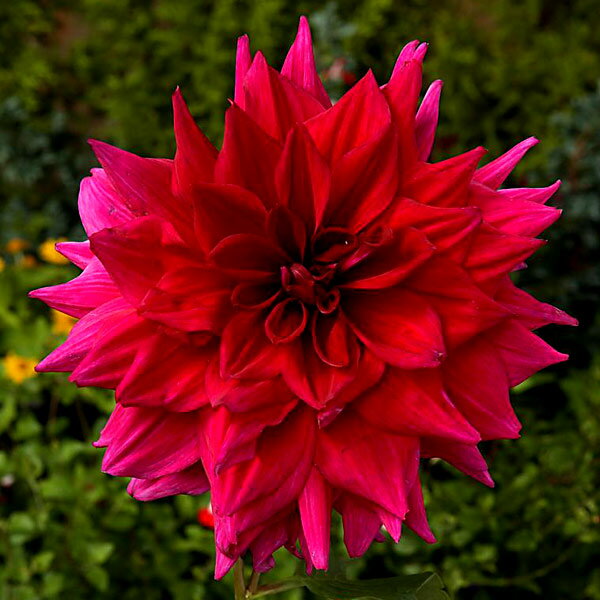 小型 花径約20cmの巨大輪咲きダリア球根/[26年3月中下旬予約]ダリア：万楽（まんらく・紫系）1球入り抜群の存在感を示す巨大輪咲き。花径の平均が20cm以上とダイナミックで魅力的です。万楽は、紫色のデコラティブ咲き品種です。タイプ：キク...