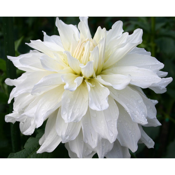 小型 秋田国際ダリア園球根/[26年3月中下旬予約]ダリアの球根：（巨大輪）マルコムズホワイト1球日本最大のダリア園「秋田国際ダリア園」から出荷された良質の球根です。いずれの球根も秋田国際ダリア園の代表であり著名な育種家でもある鷲澤氏のおす...