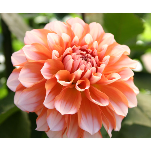 小型 秋田国際ダリア園球根/[26年3月中下旬予約]ダリアの球根：（中輪）ポートライトペアビューティ1球日本最大のダリア園「秋田国際ダリア園」から出荷された良質の球根です。いずれの球根も秋田国際ダリア園の代表であり著名な育種家でもある鷲澤氏...