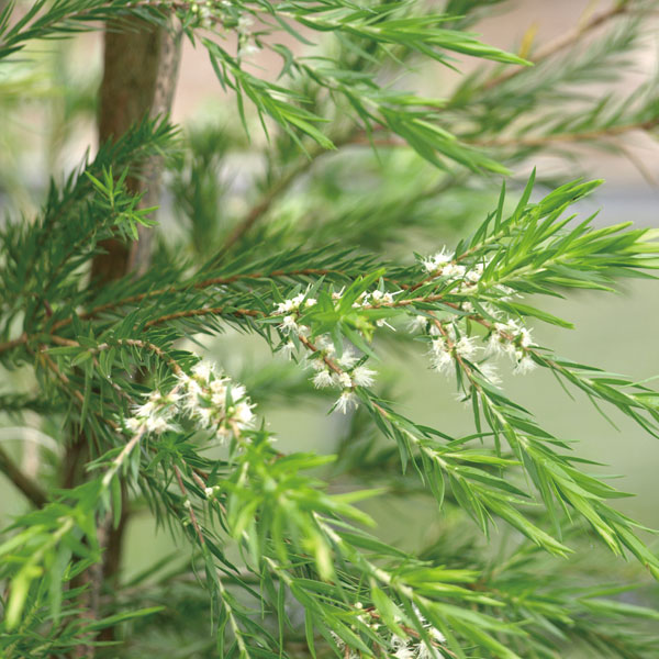 6月開花 葉から甘い香りがする美しい常緑樹 庭木・鉢植えに！花木 庭木の苗/[26年9月中下旬予約]メラレウカ：レボリューショングリーン5号ポットメラレウカはカリステモンやユーカリに似た植物で、オーストラリア原産の常緑樹です。繊細で柔らかな...