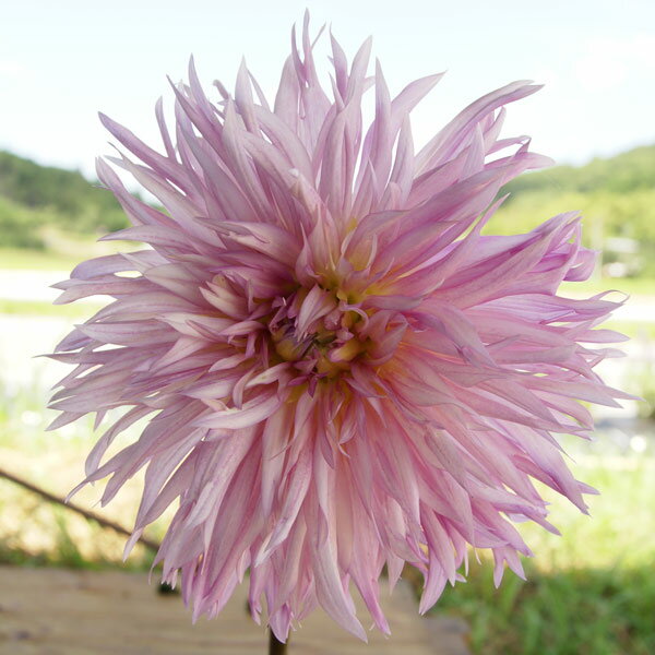 小型 巨大輪 希少で華やかなダリア！春植え球根球根/[26年3月中下旬予約]ダリア：十和田（とわだ）1球入りワンランク上の華やかでダイナミックな花姿！神秘的な花色です。タイプ：キク科の非耐寒性の球根植物草丈：80〜100cm開花期：6月上旬...