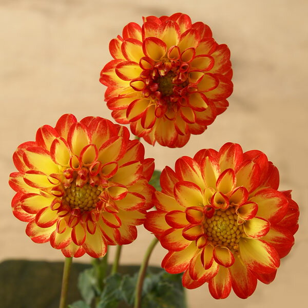 小型 ポンポン2色咲きダリア球根/[26年3月中下旬予約]ダリア：かすが （濃黄にフチ赤）1球入り切花用ダリアといえば「ポンポン咲き」。その中でも色彩豊かな二色咲きの品種です。爽やかでカラフルな美しさは、華麗な風格を漂わせます。タイプ：キク...