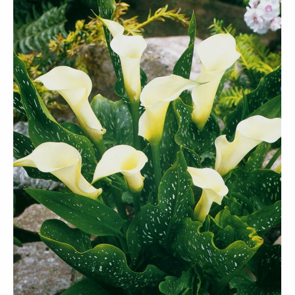 小型 春植え球根 花壇・鉢植えで栽培できる畑地性カラー球根/[26年3月中下旬予約]カラー：白色 1球入りカラーバリエーションが豊富なカラーの新色です。花壇・鉢植えはもちろん、切り花にも最適です。植付け適期：3月〜5月開花時期：7月〜8月草...