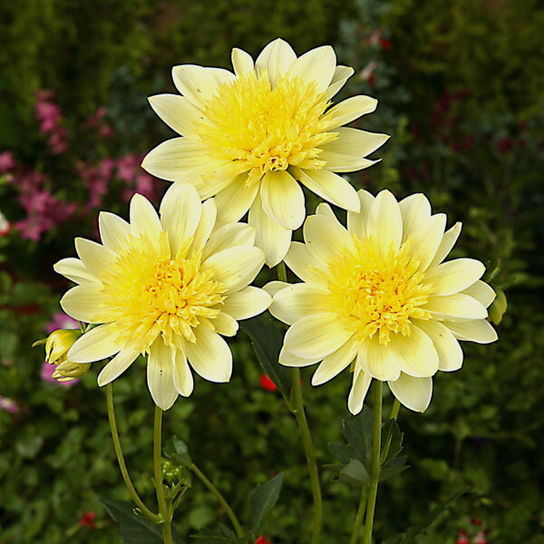 小型 アネモネ咲き 1球から30本前後の花が咲く！切花向き球根/[26年3月中下旬予約]ダリア：ムーンライト 1球入り切花として人気のあるダリアの球根です。1球から30本以上の切花を楽しむことができます。ムーンライトはレモンイエローのアネモ...