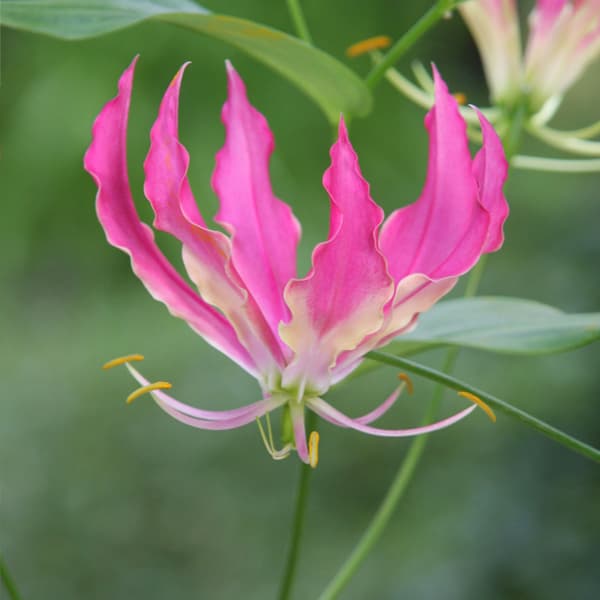 小型 春植え球根球根/[26年3月中下旬予約]グロリオサ：コーラルピンク（桃にクリーム色）1球入り初夏を彩る花壇や鉢植えに最適な春植え球根植物です。つる性ですので、朝顔のように支柱にからませ、鉢や花壇で簡単に楽しめます。フラワーアレンジメン...