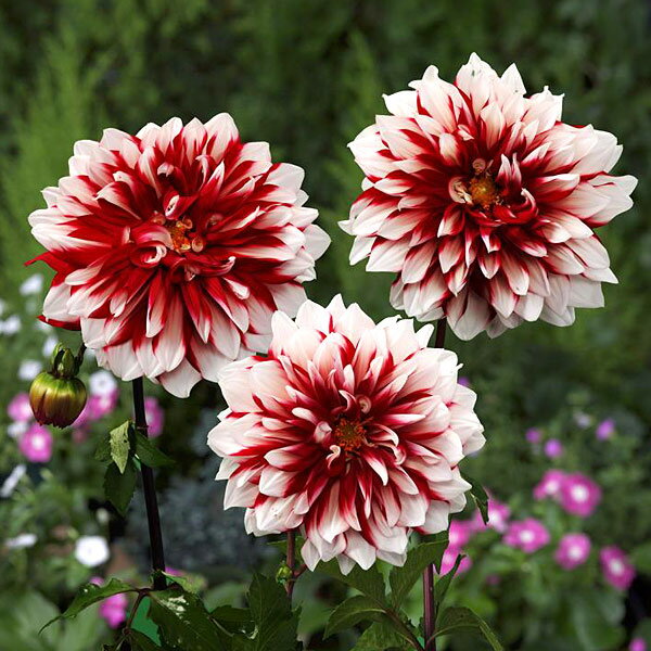 小型 希少で華やかなダリア！春植え球根球根/[26年3月中下旬予約]ダリア：結納（ゆいのう）1球入り近年アレンジメントにもよく利用されており、人気急上昇中のダリアです。結納は、直径20cm以上となる大輪のデコラ咲き品種。赤と白のバイカラーが...