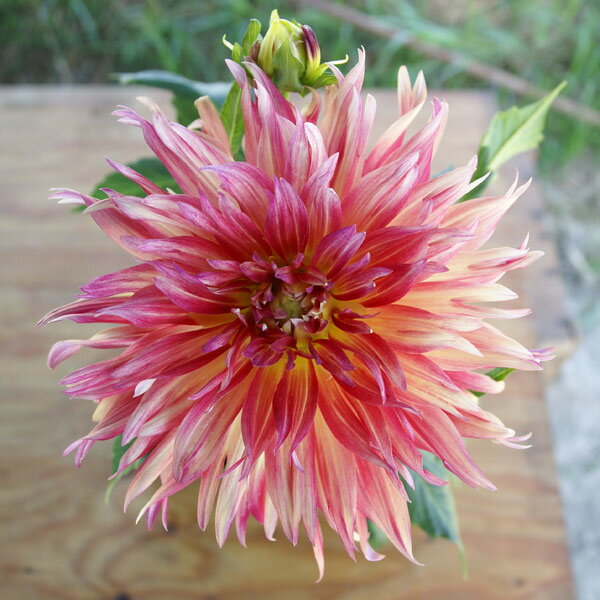 小型 巨大輪 希少で華やかなダリア！春植え球根球根/[26年3月中下旬予約]ダリア：ペチカ1球入りワンランク上の華やかでダイナミックな花姿！神秘的な花色です。タイプ：キク科の非耐寒性の球根植物草丈：80〜100cm開花期：6月上旬〜11月中...