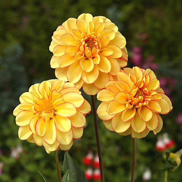 小型 ポンポン2色咲きダリア球根/[26年3月中下旬予約]ダリア：サックルピコ（黄に赤）1球入り切花用ダリアといえば「ポンポン咲き」。その中でも色彩豊かな二色咲きのラインナップです。爽やかでカラフルな美しさは、華麗な風格を漂わせます。タイプ...