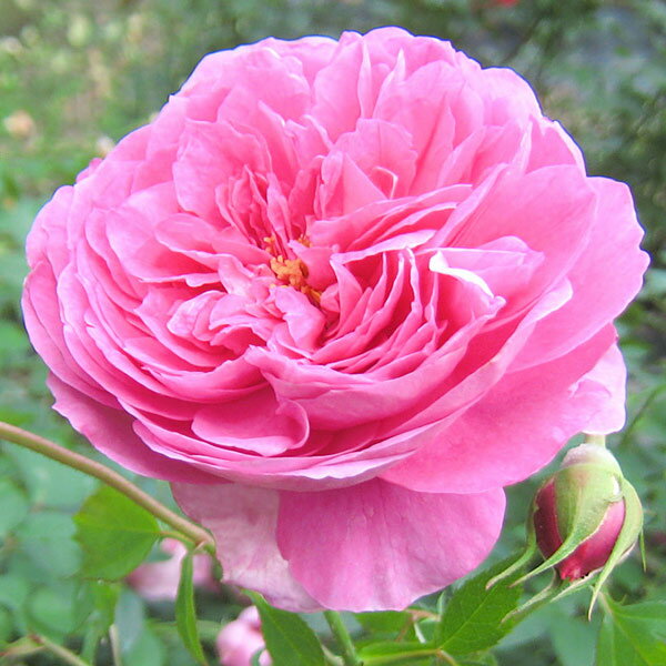 バラの苗/[26年1月中下旬予約]四季咲中輪バラ：ラファエル大苗6号角鉢植え（ヘブンシリーズ）ラファエルはシャローカップの可憐なピンクの花。繰り返しよく咲きます。樹高は大きく伸びることなく、鉢植えにおすすめです。「ヘブンシリーズ」は河本バラ...