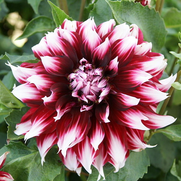 小型球根/[26年3月中下旬予約]ダリア：群金魚（ムラキンギョ）（中大輪）1球入り黒味を帯びた赤い花弁の先端にはくっきりとした白色が入る群金魚。金魚が尾びれを振って群れているような花姿です。切り花としても楽しめます。花色：赤、白草丈：中矮性...