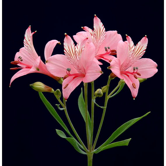 原種ならではの野趣とシャープな花姿！草花の苗/[26年2月中下旬予約]アルストロメリア(耐寒性)：リグツリグツ3.5号ポット原種ならではの野趣あふれるシャープな花姿が魅力のアルストロメリア。寒さにも強く、花壇や庭植えの後方にまとめて植えると...