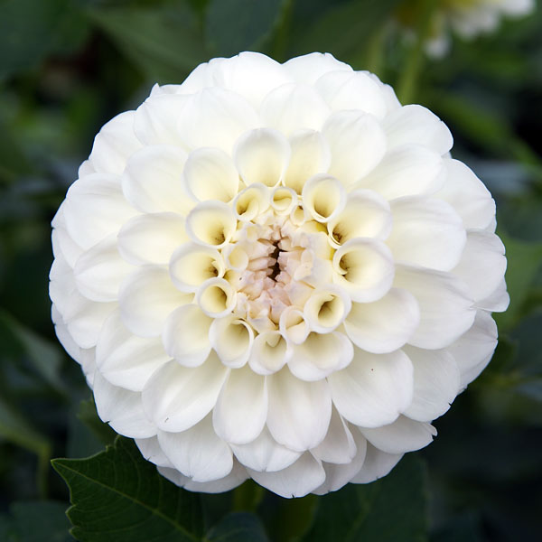 小型 1球から30本前後の花が咲く！切花向き球根/[26年3月中下旬予約]ダリア：カタエクボ1球入り切り花として人気のあるダリアで、1球から30本以上の切り花を楽しむことができます。タイプ：キク科の非耐寒性の球根植物草丈：70〜150cm開...