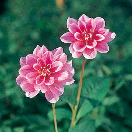 小型球根/[26年3月中下旬予約]ダリア：桜の華（中大輪切花用）1球入り開花期が長く1球から20本以上の切花がとれます。最も扱いやすい中輪切花向きの品種です。タイプ：キク科の非耐寒性の球根植物草丈：60〜70cm開花期：6〜10月植付け適期...