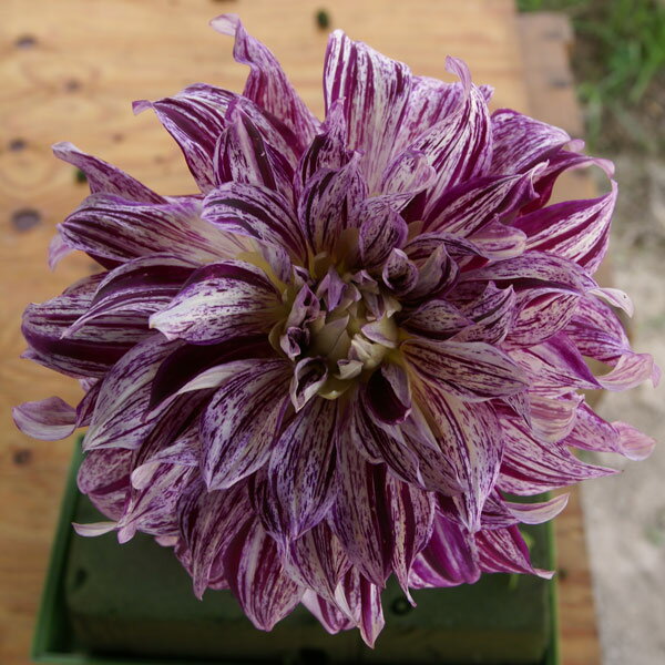 小型 巨大輪 希少で華やかなダリア！春植え球根球根/[26年3月中下旬予約]ダリア：ブリストルストライプ1球入りワンランク上の華やかでダイナミックな花姿！神秘的な花色です。タイプ：キク科の非耐寒性の球根植物草丈：120〜150cm開花期：6...