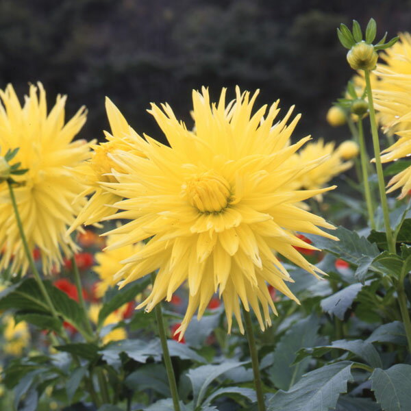 小型 筒状花弁が個性的 ダリアの球根球根/[26年3月中下旬予約]ダリア カクタス咲き：黄1球草丈が高く長期間にわたってたくさん花を咲かせるダリアは、多彩な花色とかたちがあり、カクタス咲きは花弁が完全な八重咲きで、弁縁が外曲して筒状になる咲...