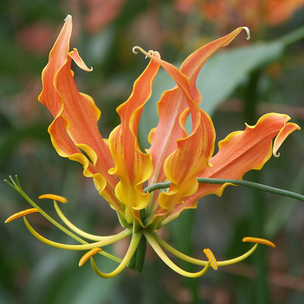 小型 球根球根/[26年3月中下旬予約]グロリオサ：アフリカーナ1球入り初夏を彩る花壇に最適な春植え球根植物です。つる性ですので、朝顔のように支柱にからませ、鉢や花壇で簡単に楽しめます。フラワーアレンジメントで人気の花ですが、花壇で満開に咲...