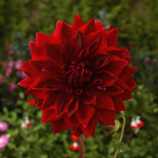 小型 花径約20cmの巨大輪咲きダリア球根/[26年3月中下旬予約]ダリア：ケノラワイルドファイヤー（赤）1球入り抜群の存在感を示す巨大輪咲きのダリアの球根です。花の直径20cm前後とダイナミックです。タイプ：キク科の非耐寒性の球根植物草丈...