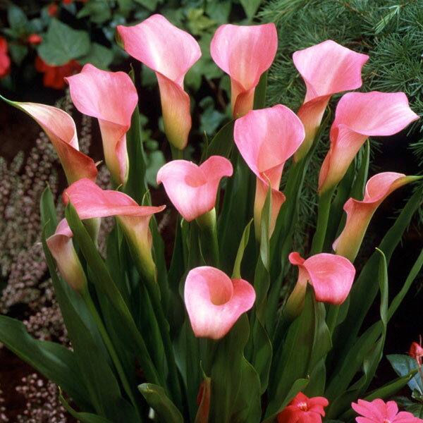 小型 春植え球根 花壇・鉢植えで栽培できる畑地性カラー球根/[26年3月中下旬予約]カラー：桃色 1球入りカラーバリエーションが豊富なカラーの新色です。花壇・鉢植えはもちろん、切り花にも最適です。植付け適期：3〜5月開花時期：7〜8月草丈：...