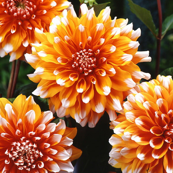 小型 花径約20cmの巨大輪咲きダリア球根/[26年3月中下旬予約]ダリア：リド（オレンジに白）1球入り抜群の存在感を示す巨大輪咲き、花径の平均が20cmとダイナミック！リドは、オレンジ色の花弁に先端部分が白くなるタイプです。タイプ：キク科...