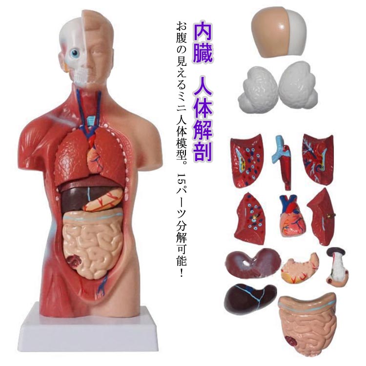 お腹の見えるミニ人体模型。15パーツ分解可能！28cm高さのユニセックスタイプ人体模型です。お腹の内部が見え、各パーツ取り外し可能です。 サイズ F サイズについての説明 サイズ：高さ28cm 15パーツ 対象年齢12歳以上 素材 PVC ...