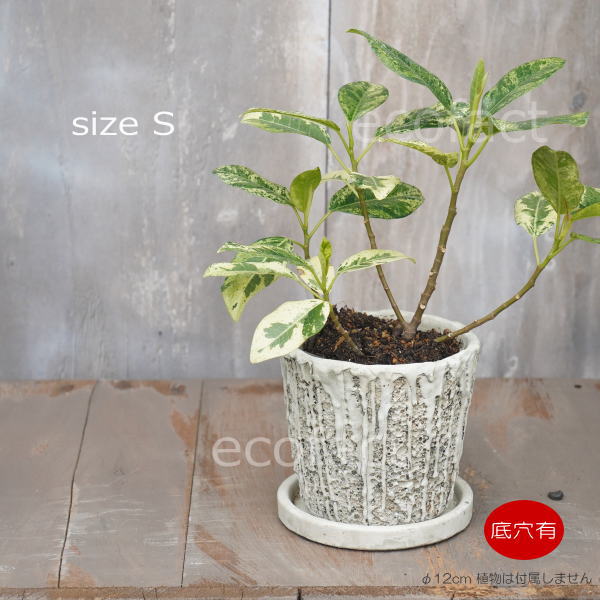 ちょっとだけ倒れづらい鉢、オージープランツに合う鉢 どっしりタイプ　ひょろ高い苗に　いかがでしょうか 小型観葉植物用 60cm以下 ユーカリ アカシア バンクシア グレビレア メラレウカ プロテアリューカデンドロン コロキア オーストラリア...