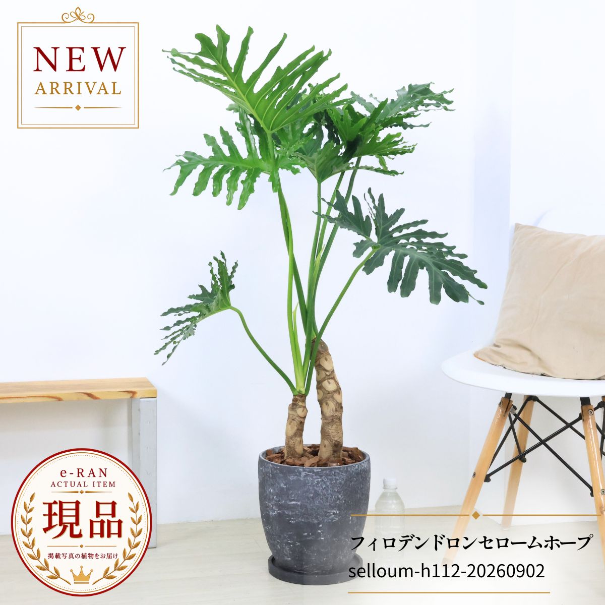 ※売り切れた場合、商品の更新を行う為 商品ページの写真は変わってしまいます。 購入後再度確認したい場合は画像の保存をお勧めいたします。 ■ 観葉植物名 【1点もの・送料無料】 南国の雰囲気 フィロデンドロン・セローム・ホープ セメントエッグ...
