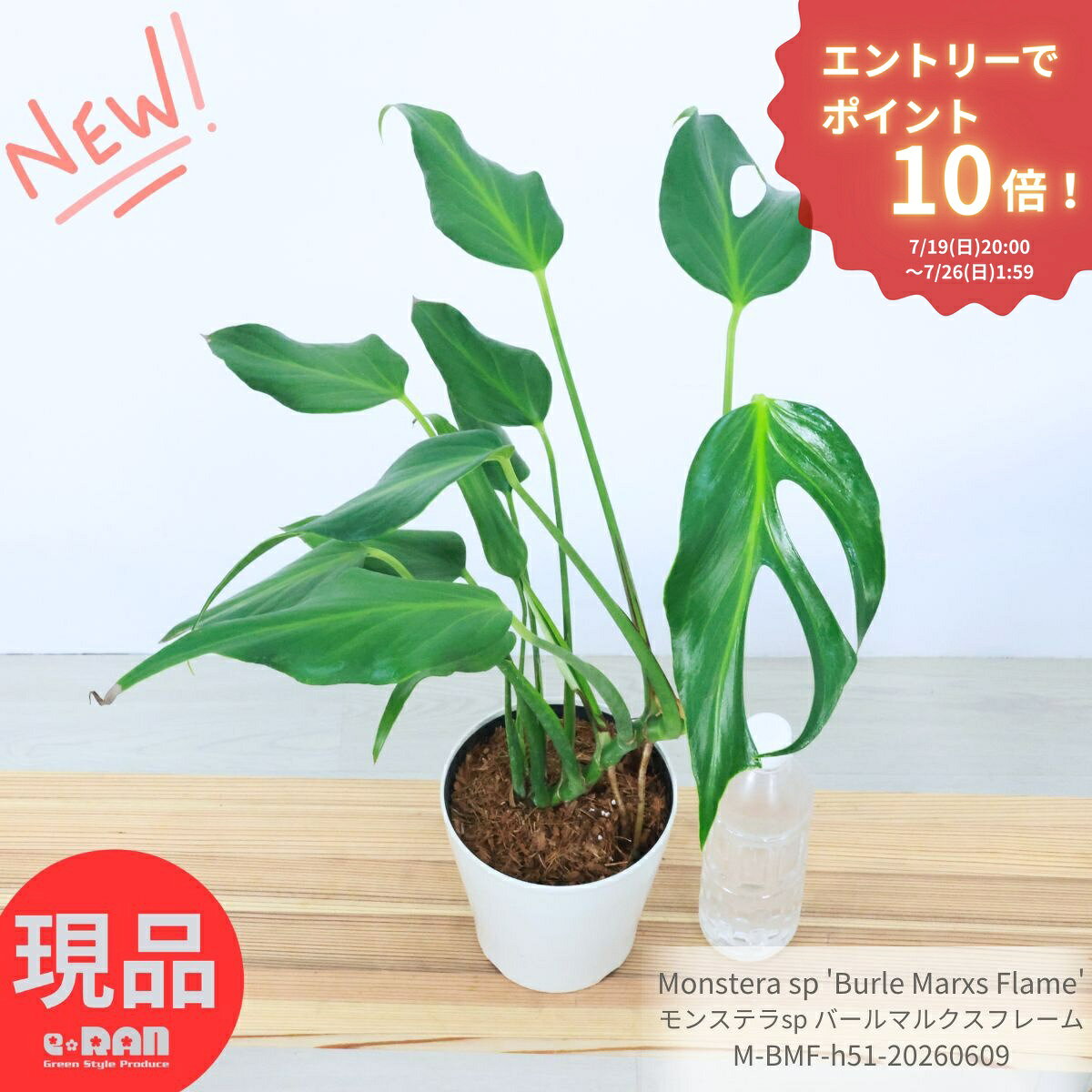 ※売り切れた場合、商品の更新を行う為 商品ページの写真は変わってしまいます。 購入後再度確認したい場合は画像の保存をお勧めいたします。 ■ 観葉植物名 【1点もの・送料無料】 切れ込みがかなり深く入る葉をもつモンステラsp バールマルクスフ...
