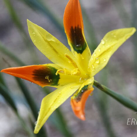 モラエア セティフォリア(Moraea setifolia) 出葉 | 葉っ葉のブログ