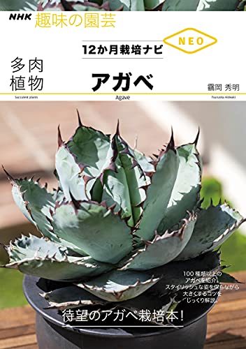 人気上昇中の多肉植物・アガベの品種や育て方を徹底解説! テキーラの原料としてや、アガベシロップなどで知られる「アガベ」。 実は、数多くの多肉植物のなかでも、近年“かっこいい植物”として注目が集まっている。 育てやすいが油断は禁物で、水をやり...