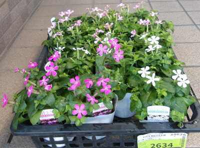 3。5号ポット:1ポットの単価です。 送料950円：北海道と九州は500円増しです。 20ポット迄同梱包できます。 鮮やかなピンクや白など華やか！スパニッシュフラメンコとも呼ばれ、 1株で横に広がりたくさんの花を咲かせます。草丈も低めでグラ...