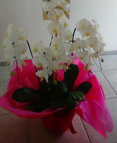 都内及び近県のみ 5本立ち：お花の高さH=約110〜140cm 『幸福が飛んでくる』が花言葉の胡蝶蘭 お祝いの贈り物に大人気の胡蝶蘭5本立ち。 清楚な白色ですのでどんな贈り物にも使えます。 花数は約30輪少なめですが、とにかく安い！ 白の胡...