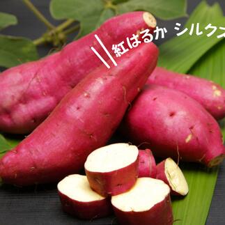 名称さつまいも内容量・さつまいも（紅はるか・シルクスイート）：5kg（M～2L） ※土付き産地増毛産配送方法常温配送お届け時期10月下旬～1月 ・ふるさと納税よくある質問はこちら ・寄附申込みのキャンセル、返礼品の変更・返品はできません。あ...