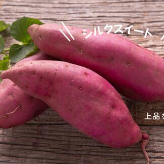 名称さつまいも内容量・さつまいも（シルクスイート）：5kg（M～2L）※土付き産地増毛産配送方法常温配送お届け時期10月下旬～1月 ・ふるさと納税よくある質問はこちら ・寄附申込みのキャンセル、返礼品の変更・返品はできません。あらかじめご了...