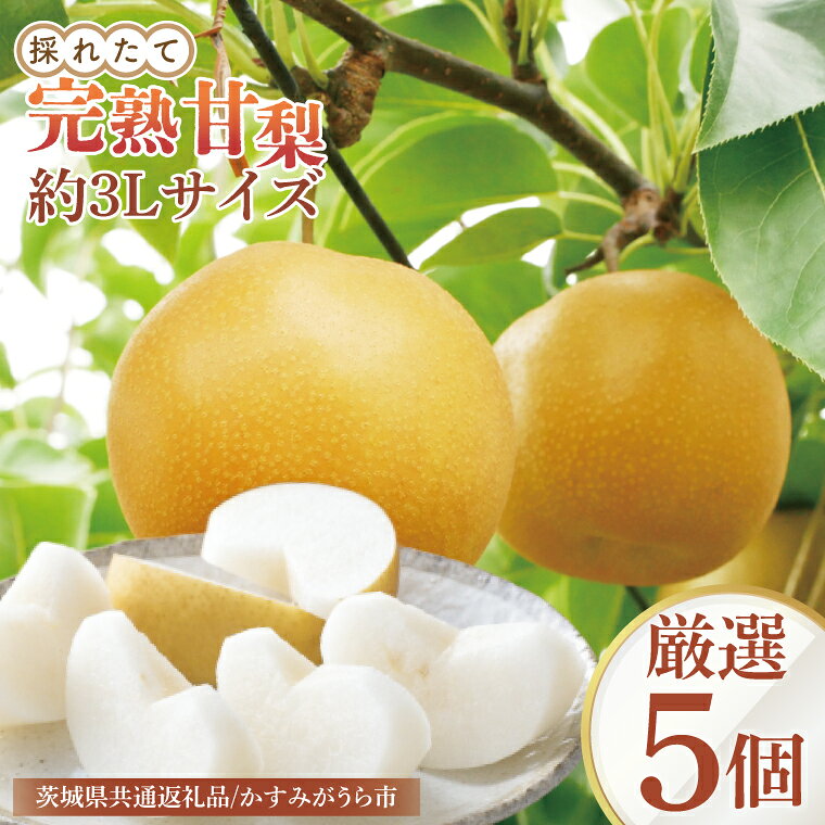 【茨城県共通返礼品／かすみがうら市】 採れたての幸福。完熟甘梨の贅沢な美味しさをご堪能ください。 厳選の5個をお送りします。 【矢口果樹園について】 矢口果樹園は、約60年程続く果樹園です。 現在の園主で3代目となります。 先代が残してくれ...