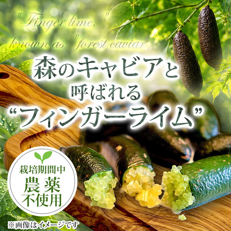 ～オーストラリアの風が吹く～　爽やかな風味とプチプチ食感 フィンガーライムはオーストラリア原産の柑橘フルーツです。別名「森のキャビア」と言われています。本品は栽培期間中、農薬不使用です。 果肉は横半分に胴切りし、果皮の両端から押しつまんでい...