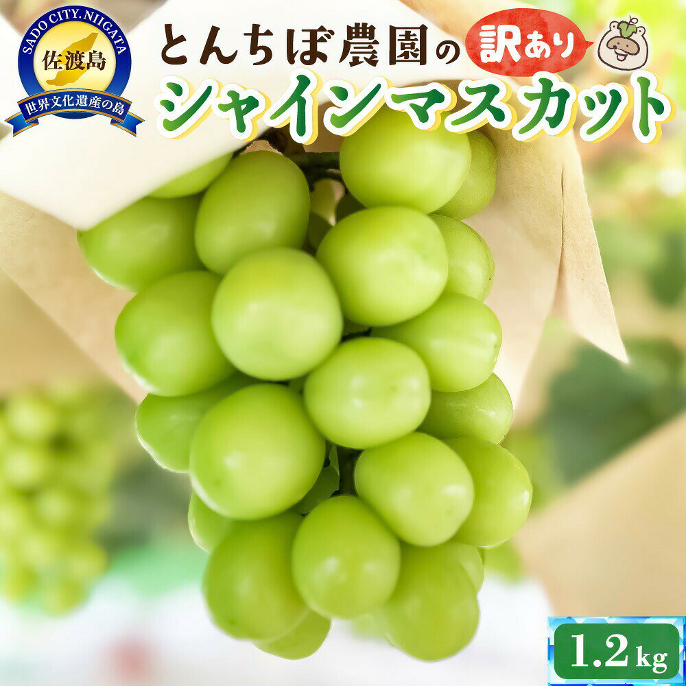 返礼品の内容について 返礼品名 佐渡産シャインマスカット訳あり1.2kg（2?3房） 返礼品について 新潟県佐渡市にある「とんちぼ農園」より訳ありシャインマスカット1.2kg（2?3房）入りをお届けします。贈答品との違いは粒の不揃いや色のば...